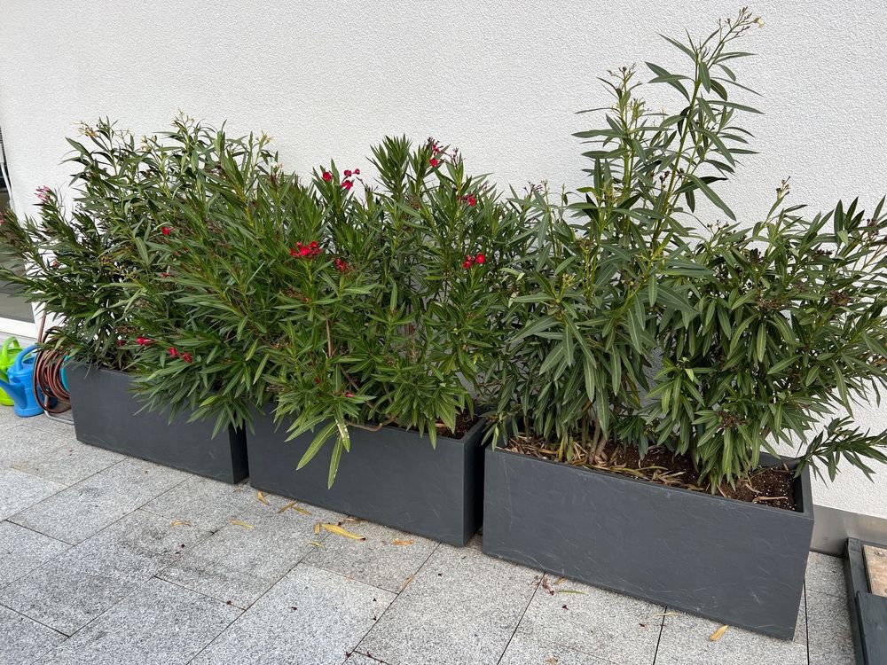 3 x 2 Stk. Oleander in Pflanzkästen Eda Volcania 100x40x40cm (Gebraucht) in Wangen SZ für CHF ...
