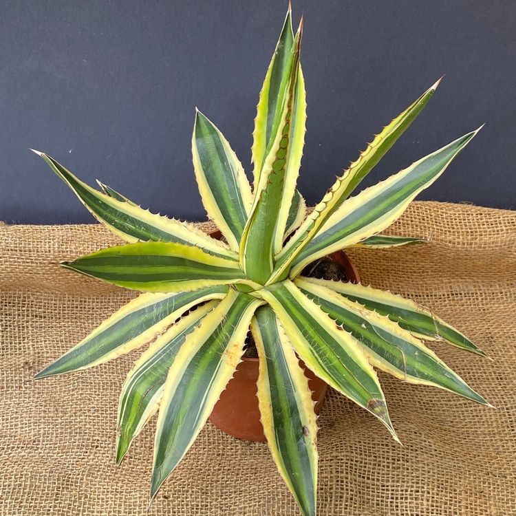Agave Lophantha Variegata Quadricolor L1 | Kaufen auf Ricardo