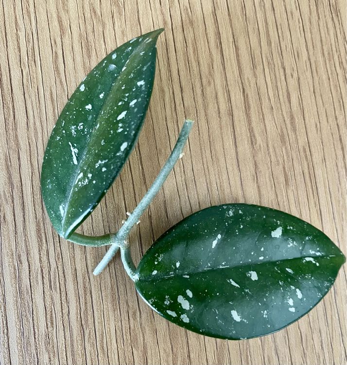 Hoya carnosa splash | Kaufen auf Ricardo