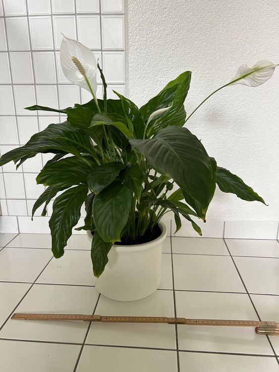 Friedenslilie, im Moment 2 Blüten, halbschattig (Gebraucht) in Basel ...