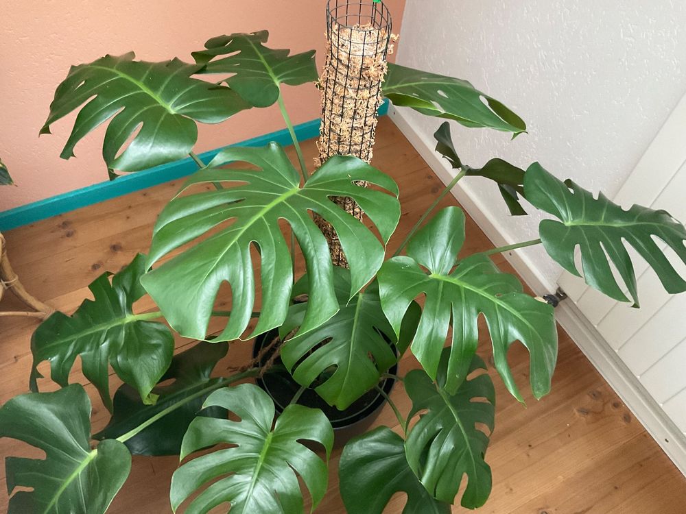 Monstera deliciosa an Moosstab Sphagnum | Kaufen auf Ricardo