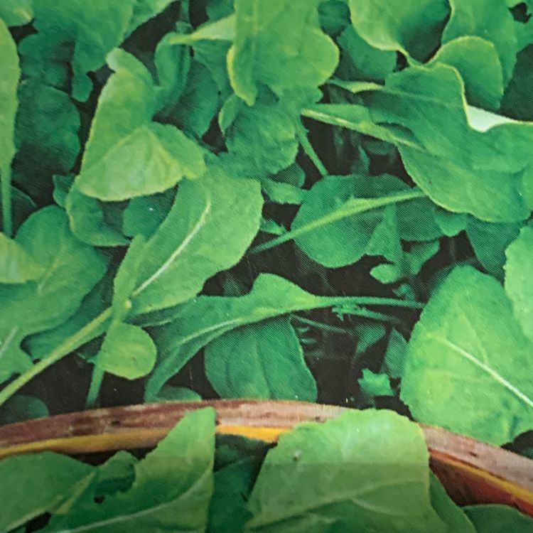 RUCCOLA/Rauke Tüte 0.7 Gramm | Kaufen auf Ricardo