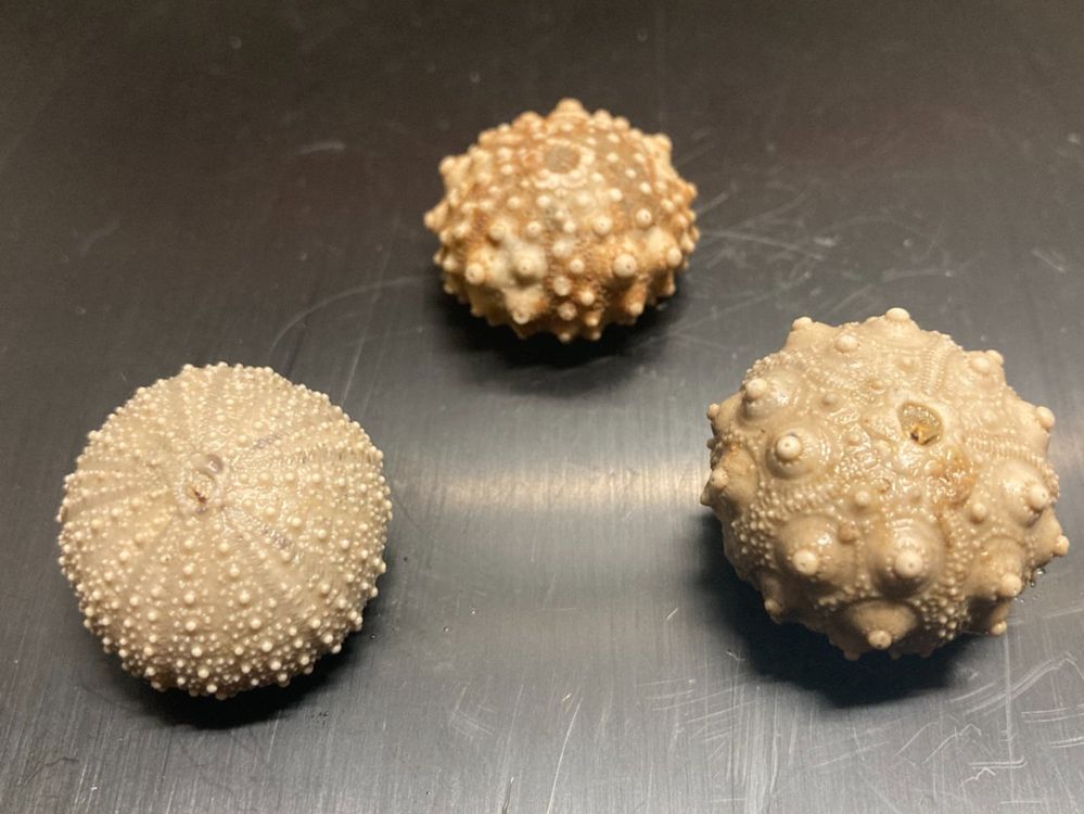 Set Versteinerte Seeigel Fossilien Versteinerung (Gebraucht) in Abtwil ...