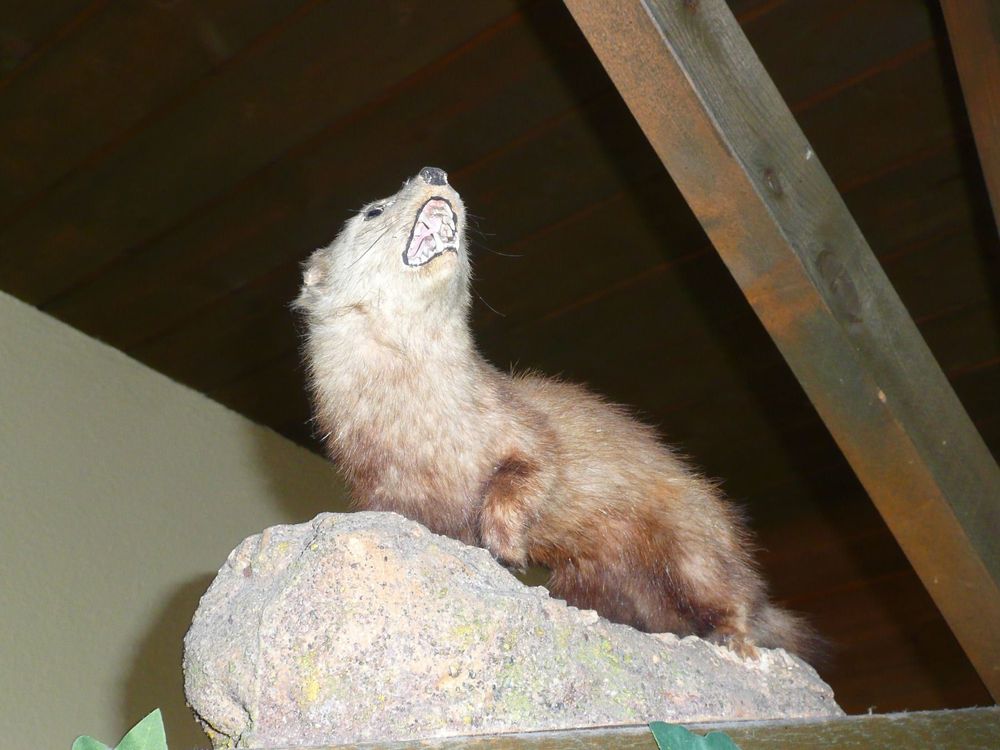 Marder Tierpräparat mit offenem Mund (Gebraucht) in Engelberg für CHF 20 – mit Lieferung auf ...