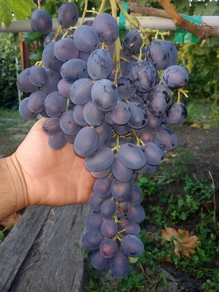 Vigne Raisin RARE Var. Zaporozhye géant (Neu (gemäss Beschreibung)) in ...