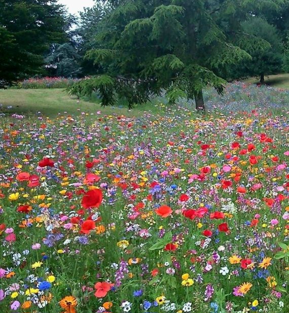 200 Samen Mix Wildblumen von Wiese FLEURS DE PRAIRI (Neu und ...