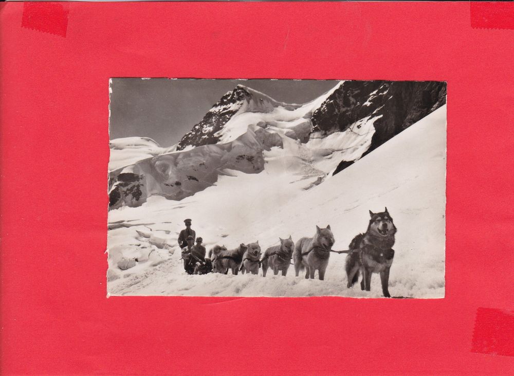 Polarhunde auf dem Jungfraujoch (Gebraucht) in St. Peterzell für CHF 2 – mit Lieferung auf ...