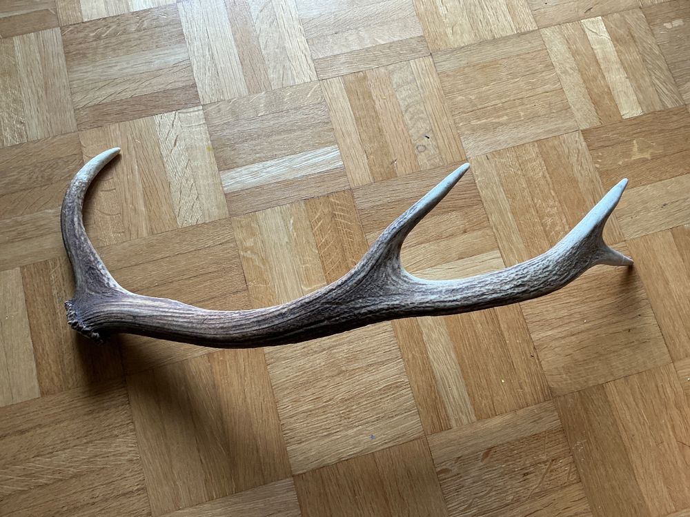 Echtes Hirschgeweih, Abwurfstange, Deko für die Wand! (Neu (gemäss ...