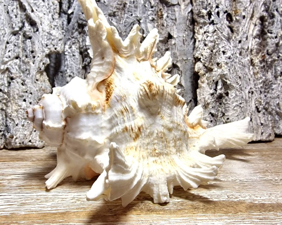 Dekorative Muschel 156g (Neu (gemäss Beschreibung)) in Matzingen für ...