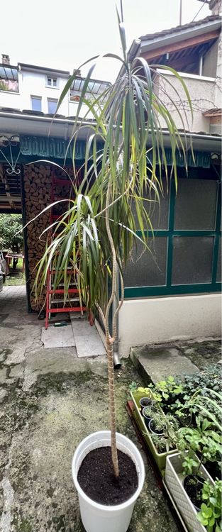 Grosse Drachenbaum Palme ca. 200cm hoch Zimmerpflanze | Kaufen auf Ricardo