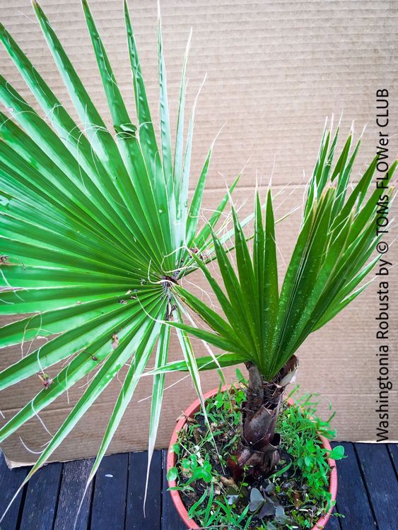 Washingtonia robusta - kalifornische Fächerpalme (Neu und originalverpackt) in Adliswil für CHF ...