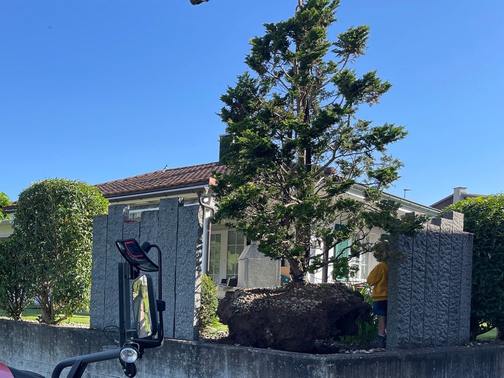 Zypresse zu verkaufen! (Gebraucht) in Niederwil AG für CHF 10 – nur Abholung auf Ricardo kaufen