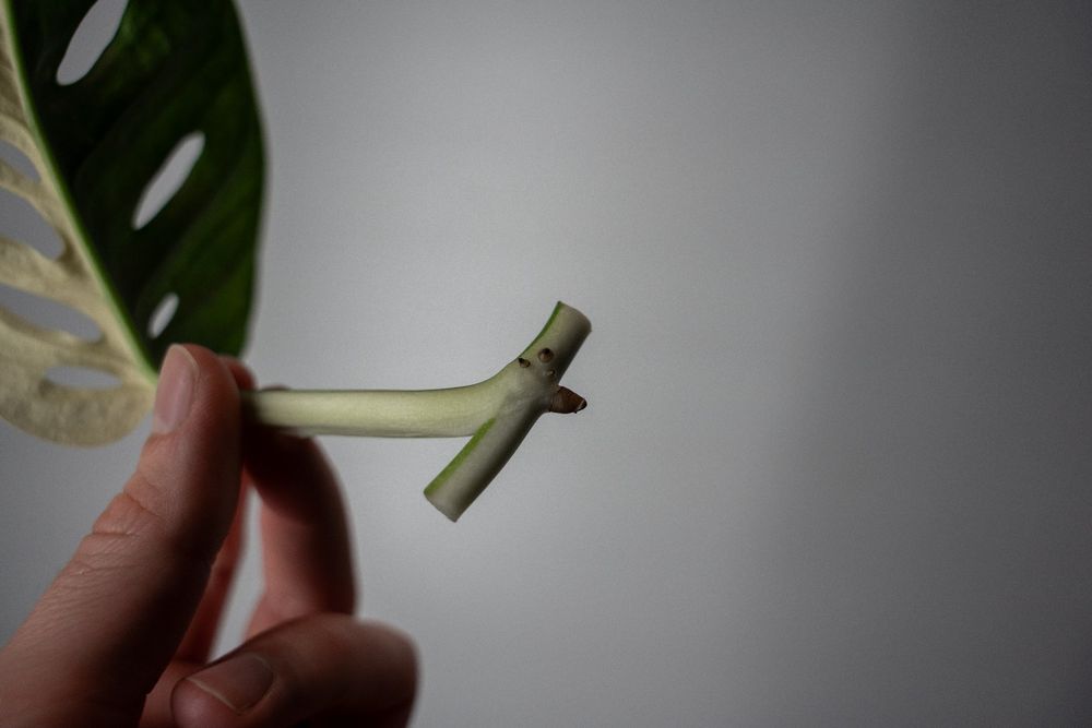 Monstera adansonii albo variegata 'monkey leaf' half moon (Gebraucht ...