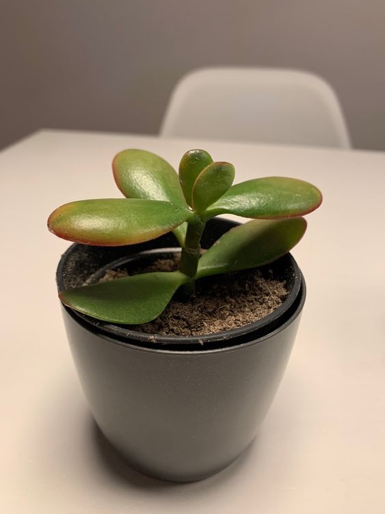 Kleiner Crassula Ovata Geldbaum #3 (Gebraucht) in Zürich für CHF 5 ...