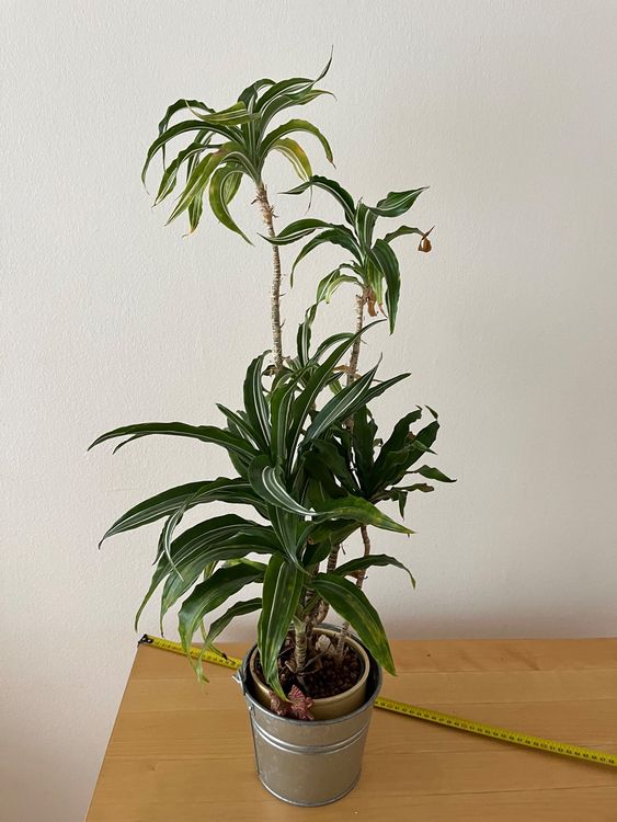 Grosse Zimmerpflanze Drachenbaum im Topf abzugeben (Gebraucht) in Hitzkirch für CHF 10 – nur ...