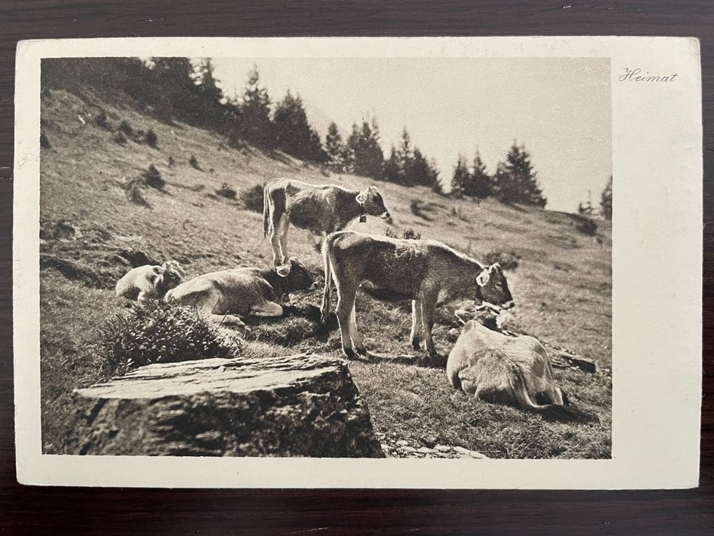 FLUMSERBERG / FLUMS Alp, Rinder, Landwirtschaft, Mischol (Gebraucht) in ...