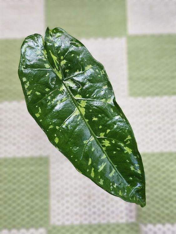 Alocasia Boyceana "Shattered Glass" (Neu und originalverpackt) in ...