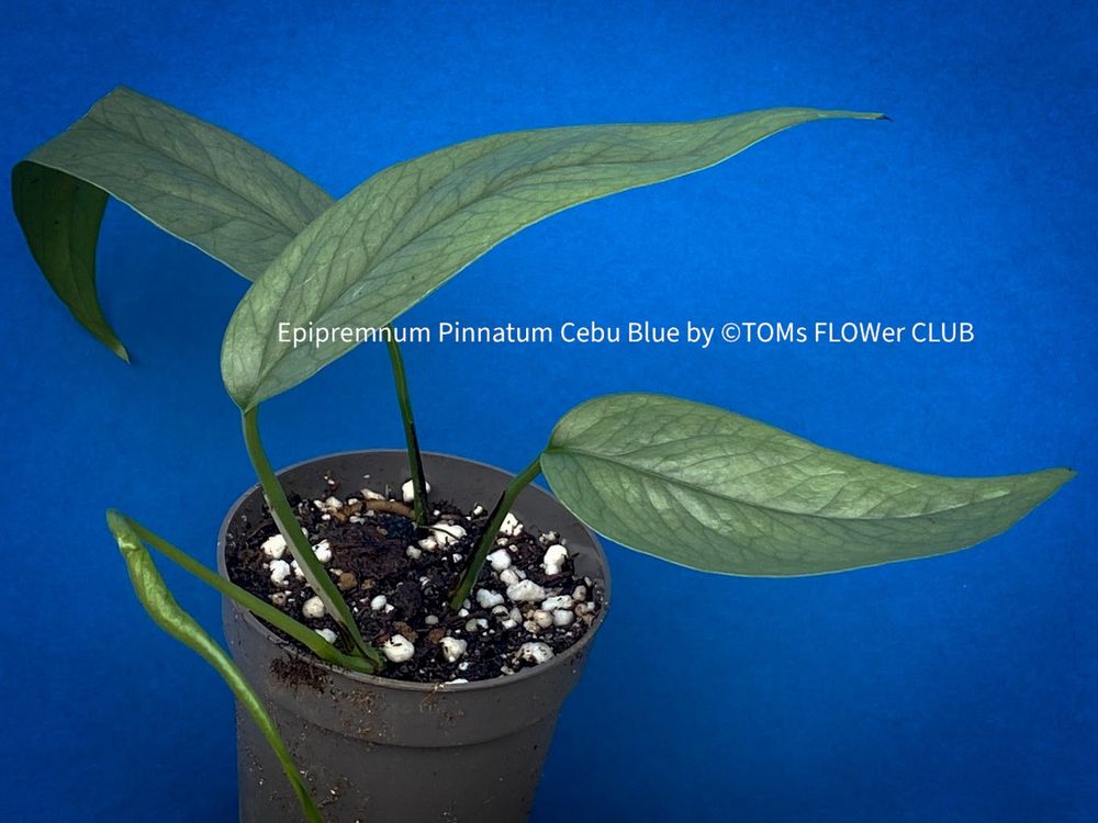Epipremnum Pinnatum Cebu Blue | Kaufen auf Ricardo