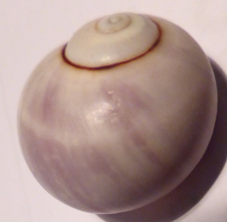 SELTENE FRABE- POLYMITA PICTA FUSCOLIMBATA, VIOLETT / GRAU, (Gebraucht ...