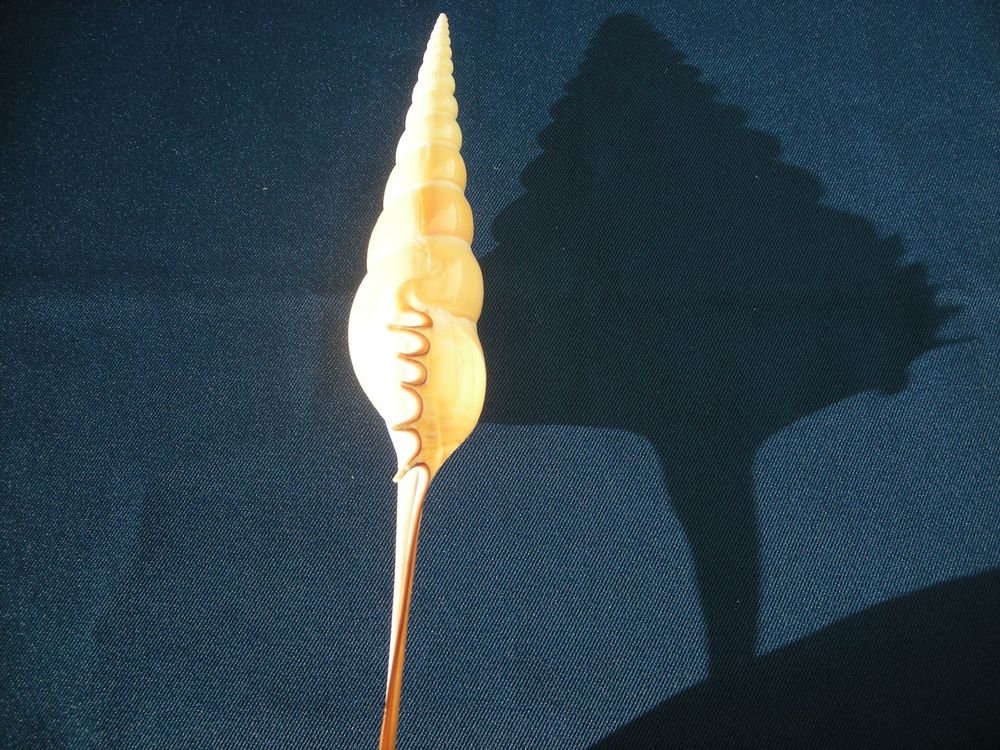 Muschel in Spiralen-Form etwa 18 cm lang (Gebraucht) in Spreitenbach ...