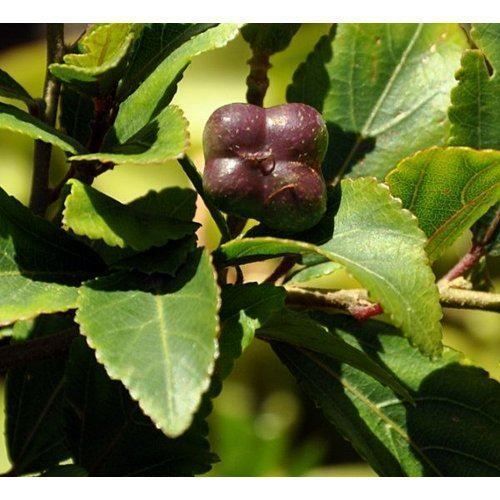 Crossberry 20cm (fruit très sucré) (Neuf (Voir description)) à ...