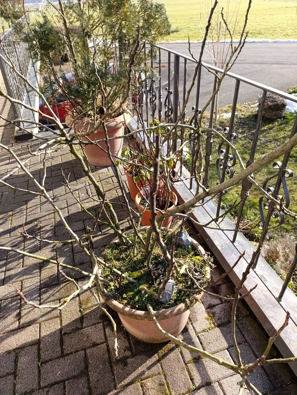 BIO Feigenbaum 7Järig XXL etwa 165cm hoch mit Topf! (Gebraucht) in ...