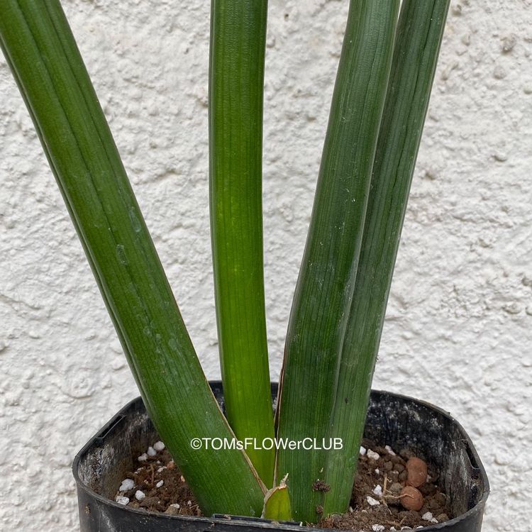 Sansevieria suffruticosa (Neu (gemäss Beschreibung)) in Adliswil für CHF 23 – mit Lieferung auf ...