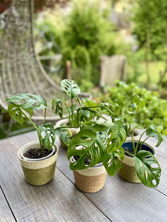 🍀 Monstera adansonii (Pflänzchen verschiedene Grosse) (Neu und originalverpackt) in Adliswil für ...