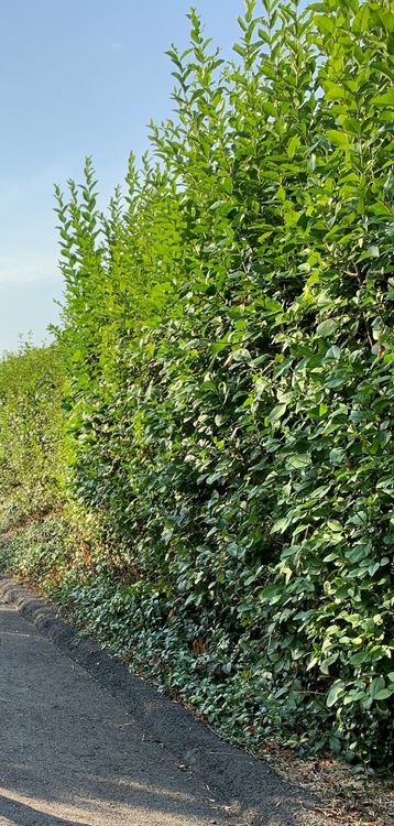 Liguster Hecke günstig abzugeben | Comprare su Ricardo