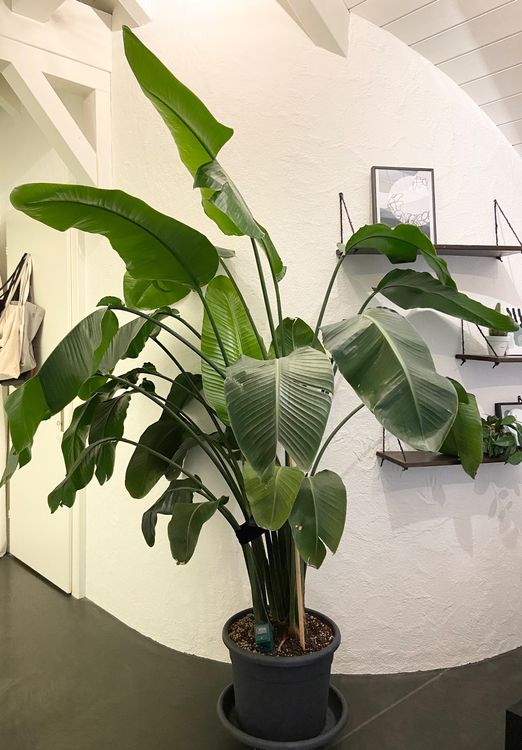 Strelitzie | Kaufen auf Ricardo