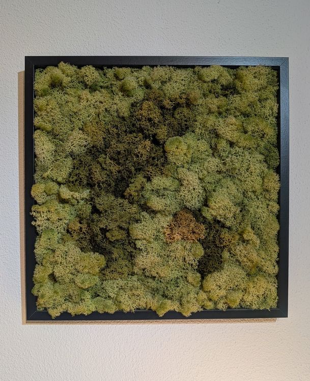 Moosbild mit Islandmoos moos 50x50cm (Gebraucht) in Hedingen für CHF 150 – nur Abholung auf ...