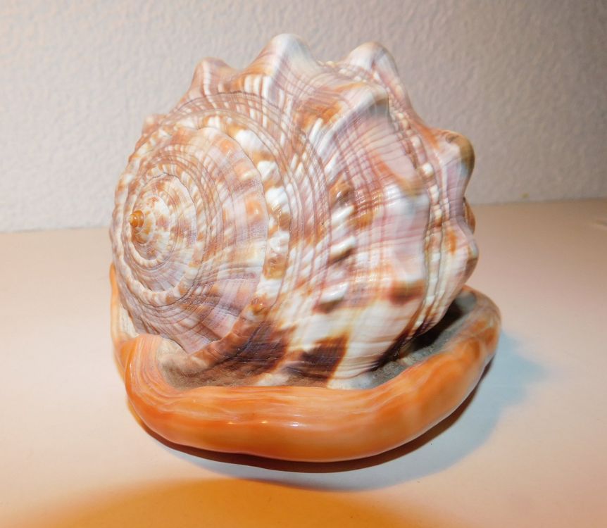 Muschel schöne grosse Muschel Fossil Mineralien (Gebraucht) in Sursee ...