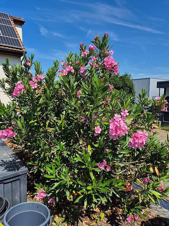 Winterharter Oleander (Bis minus 15° Celsius) (Gebraucht) in Giebenach ...
