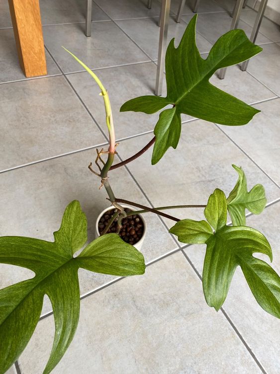 Philodendron Florida Ghost | Kaufen auf Ricardo