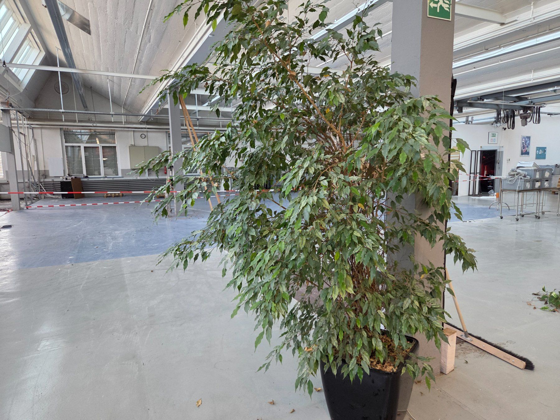 Grosser Fikus Baum - Top Zustand! (Gebraucht) in Uster für CHF 399 ...
