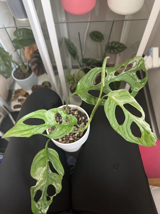Monstera adansonii indonesian marble variegata | Acheter sur Ricardo