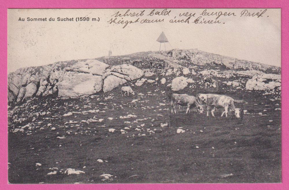 Au Sommet du Suchat 1598m gel 1911 mit Kühen (Gebraucht) in Einsiedeln ...