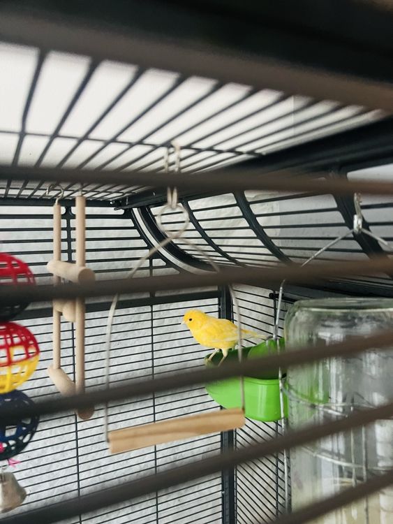 Large Bird Cage with Healthy Singing Canaries | Kaufen auf Ricardo
