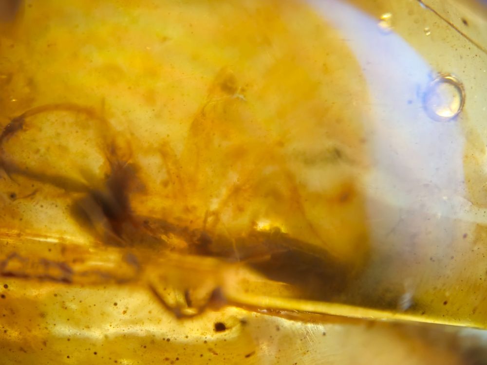 Silberfisch Insekt Bernstein selte Inklusen Burma echt Natur (Neu ...