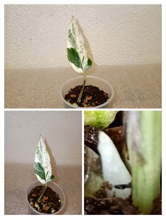 Epipremnum Cebu Blue Variegata (Neu (gemäss Beschreibung)) in ...