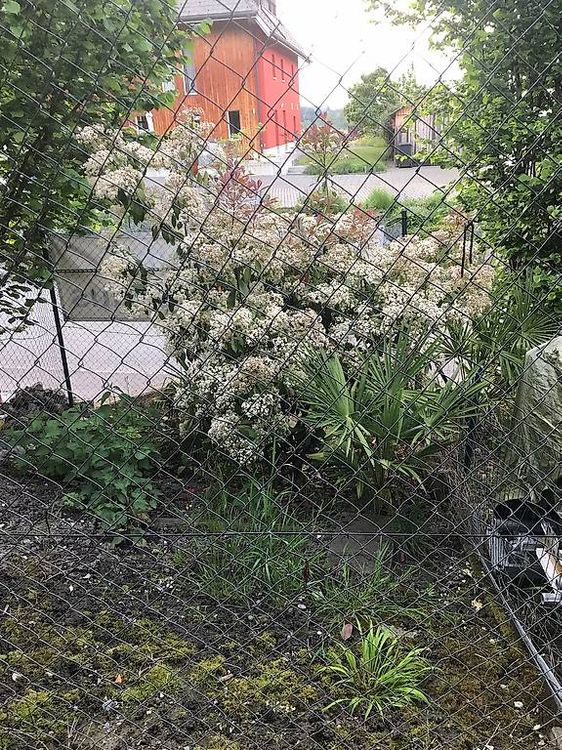 Photinia Red Robin, schöner roter Busch, auch als Hecke (Gebraucht) in ...