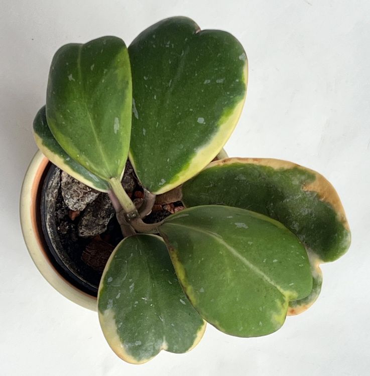 Hoya*Kerrii*VARIEGATED***** | Kaufen auf Ricardo