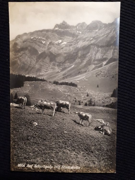 AUF SCHWAGALP - KUHE | Kaufen auf Ricardo AUF SCHWAGALP - KUHE | Kaufen auf Ricardo