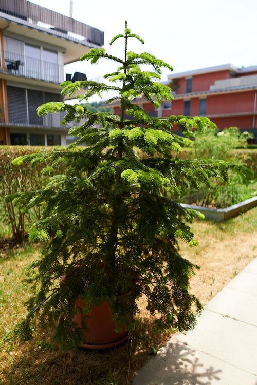 Rottanne im Topf (Gebraucht) in Winterthur für CHF 30 – nur Abholung auf Ricardo kaufen