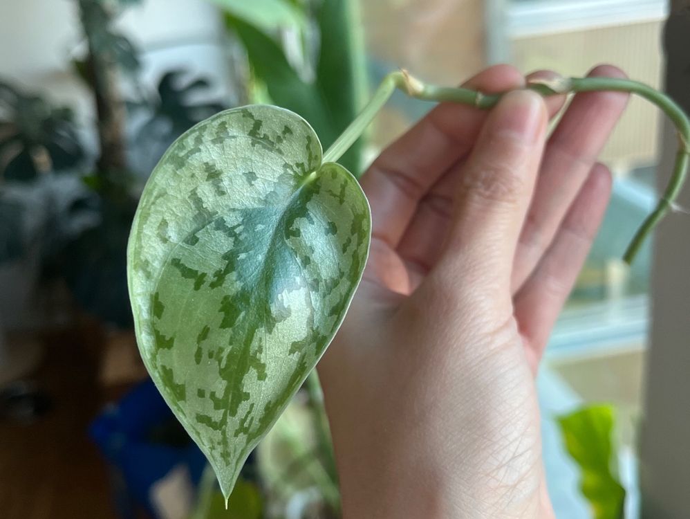 Rare scindapsus Silver Lady (Gebraucht) in Zürich für CHF 15 – mit ...