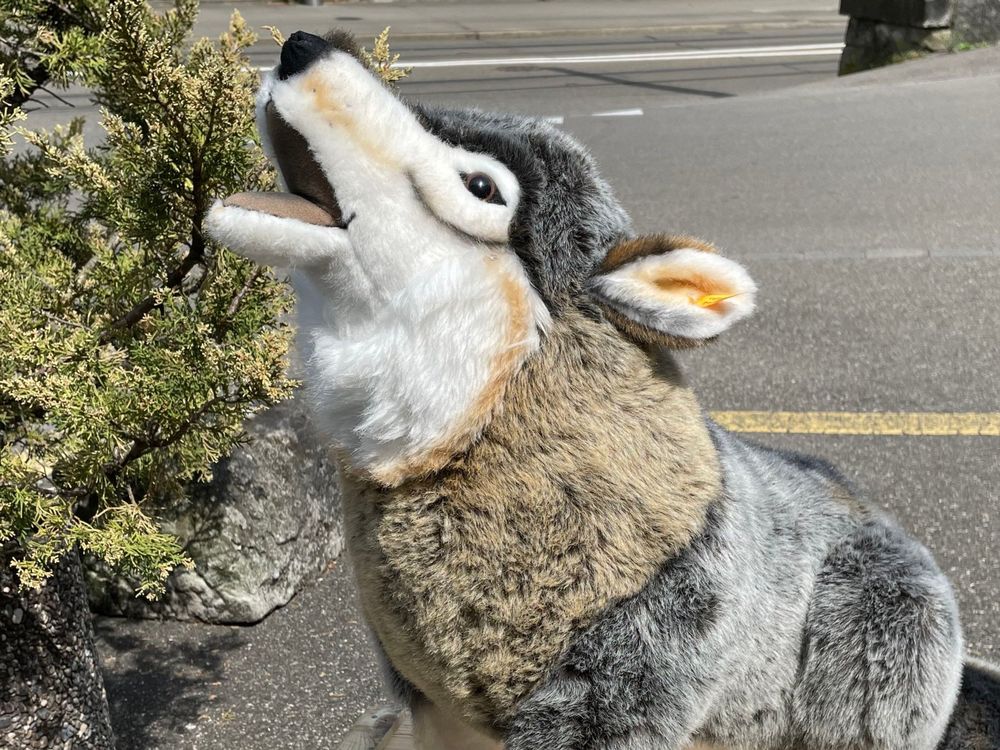 ⚫️ STEIFF - Snorry Wolf | Kaufen auf Ricardo