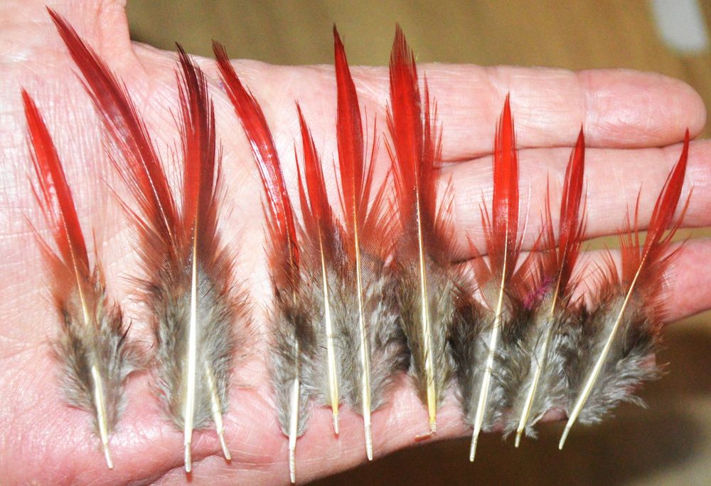 Deko Federn 667 – 5 bis 10 cm – Fasan - 10 Stück (Neu und ...