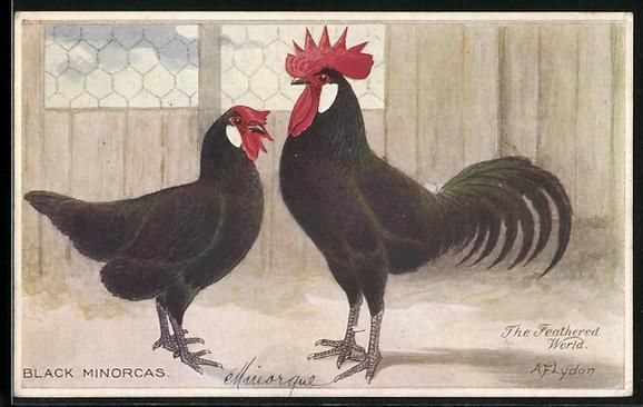 Hühnerrasse Black Minorcas, Hahn und He (Gebraucht) in Berlin für CHF ...