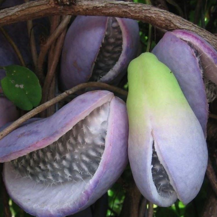 AKEBIA QUINATA var. Giant fruit + Variegata 50g (Neuf (Voir description ...