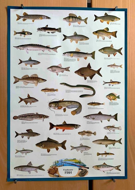 Freshwater FISH Plakat Poster Affiche (Gebraucht) in Goldau für CHF 5 ...